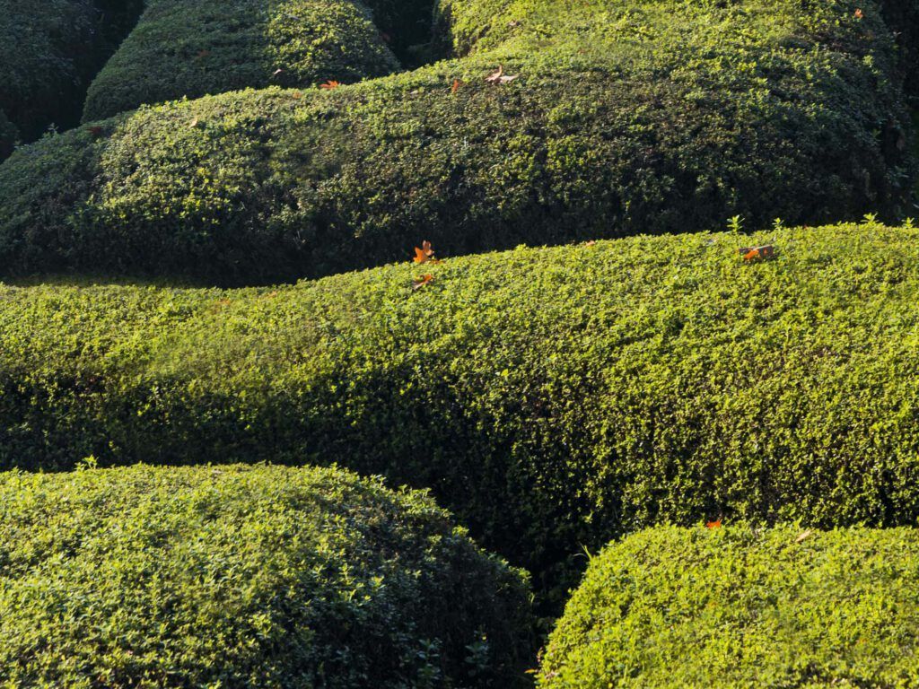 Caruncho Garden & Architecture