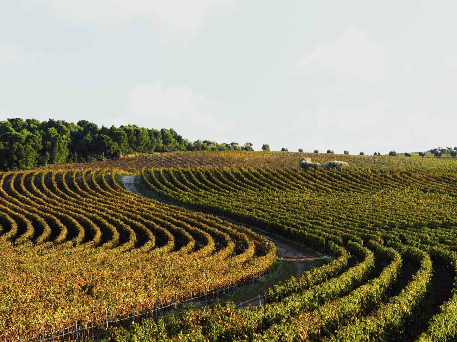 Caruncho Garden & Architecture